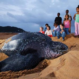 Turtle tour – Plantage Resort Frederiksdorp